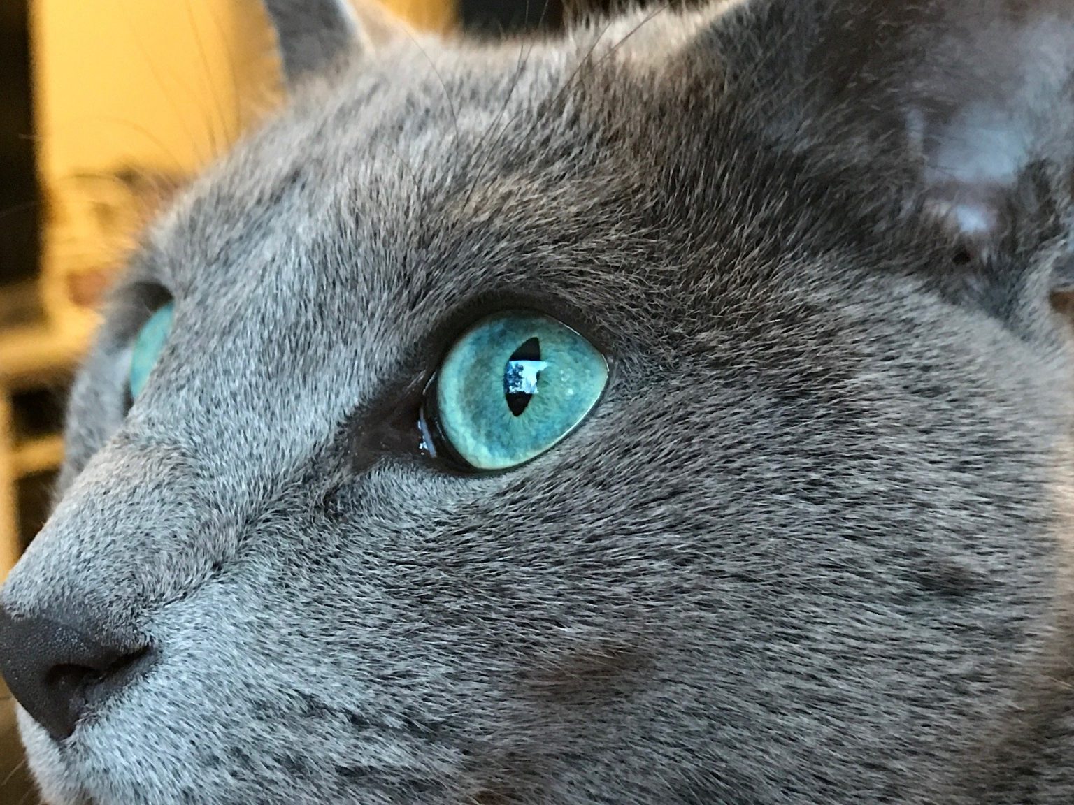 Le chat Bleu Russe : une race unique à adopter